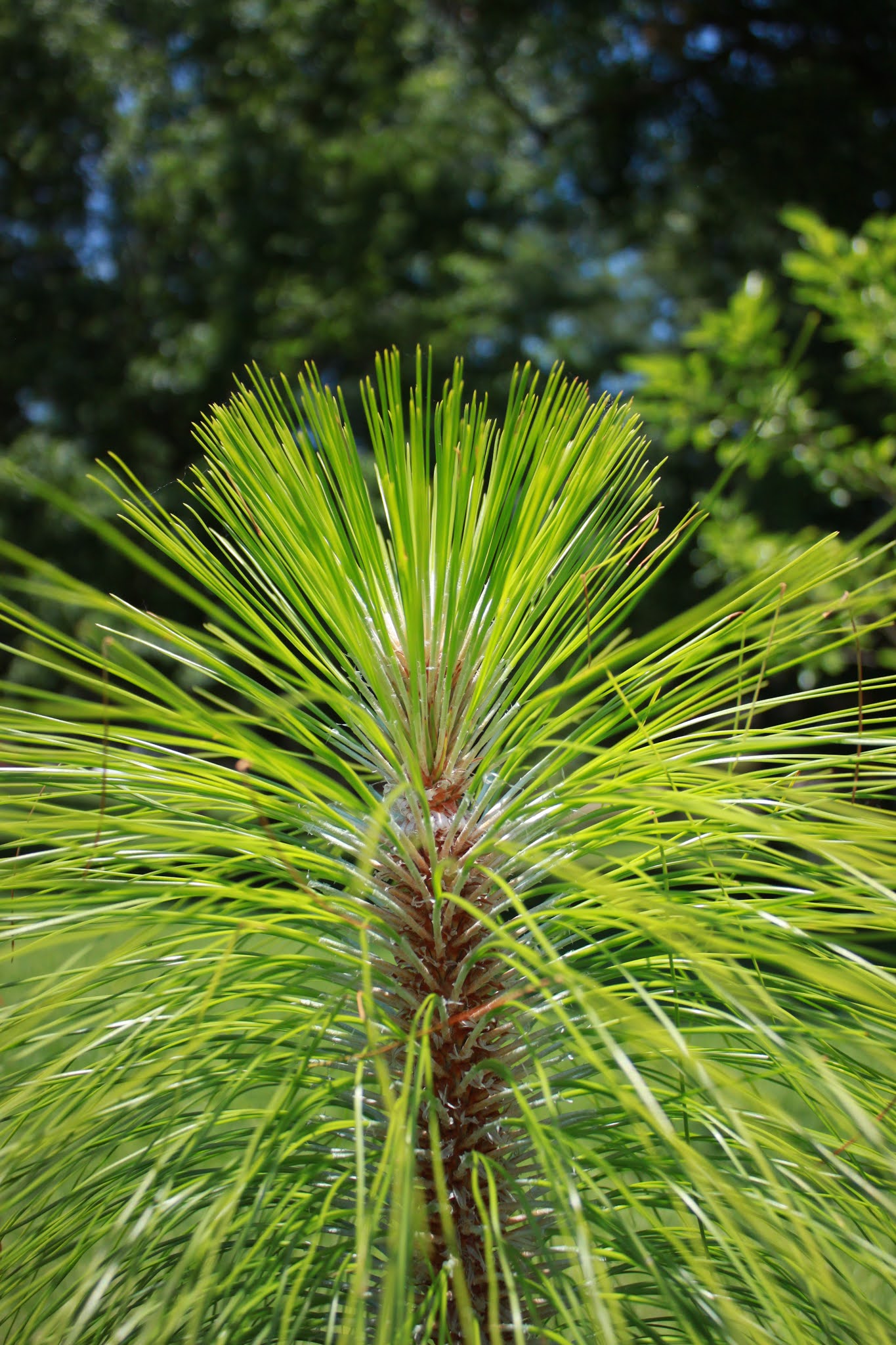 Centenary College Arboretum: Tree of the Week: Longleaf Pine (Pinus ...