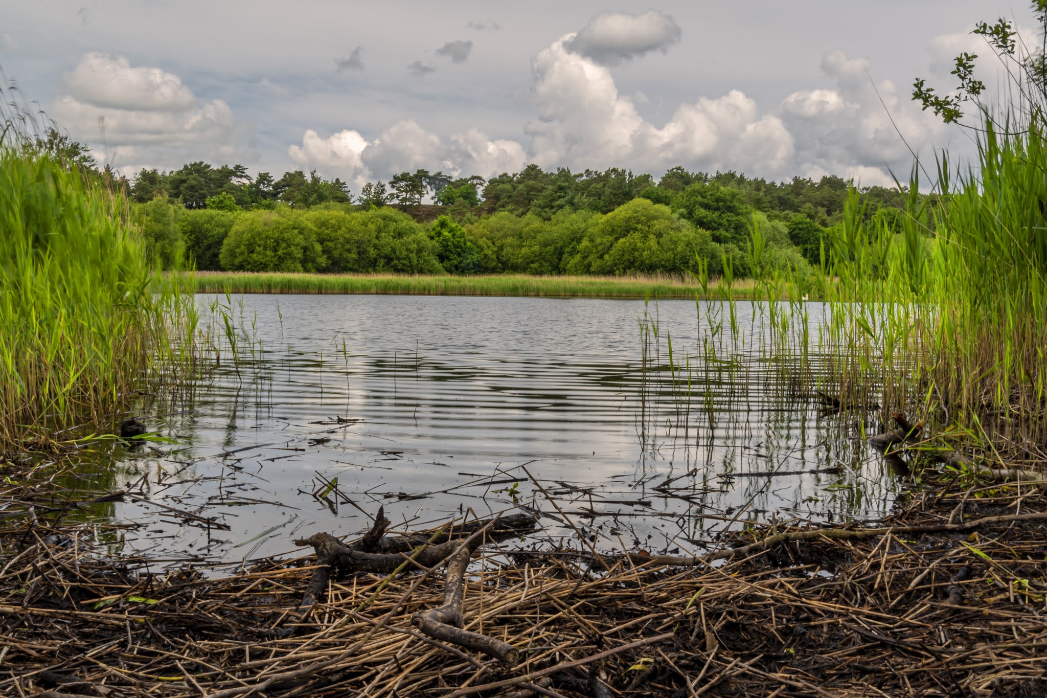 Enjoy your time with beautiful places: Frensham Common