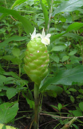 Plant family Zingiberaceae