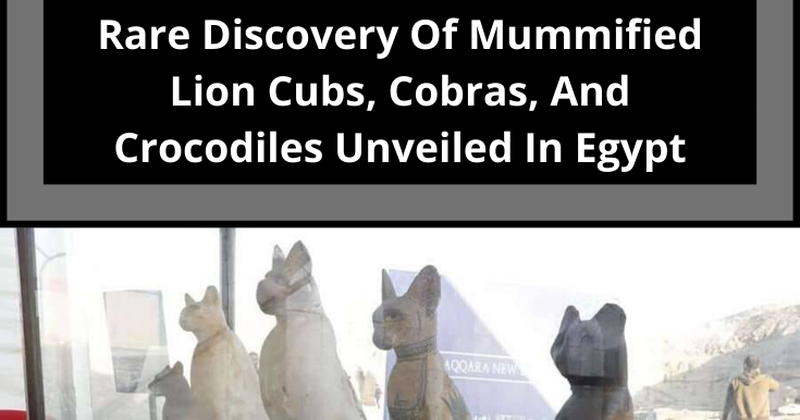 Rare Discovery Of Mummified Lion Cubs, Cobras, And Crocodiles Unveiled ...