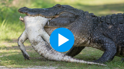 Gator eating Gator So Amazing | Vshare Daily