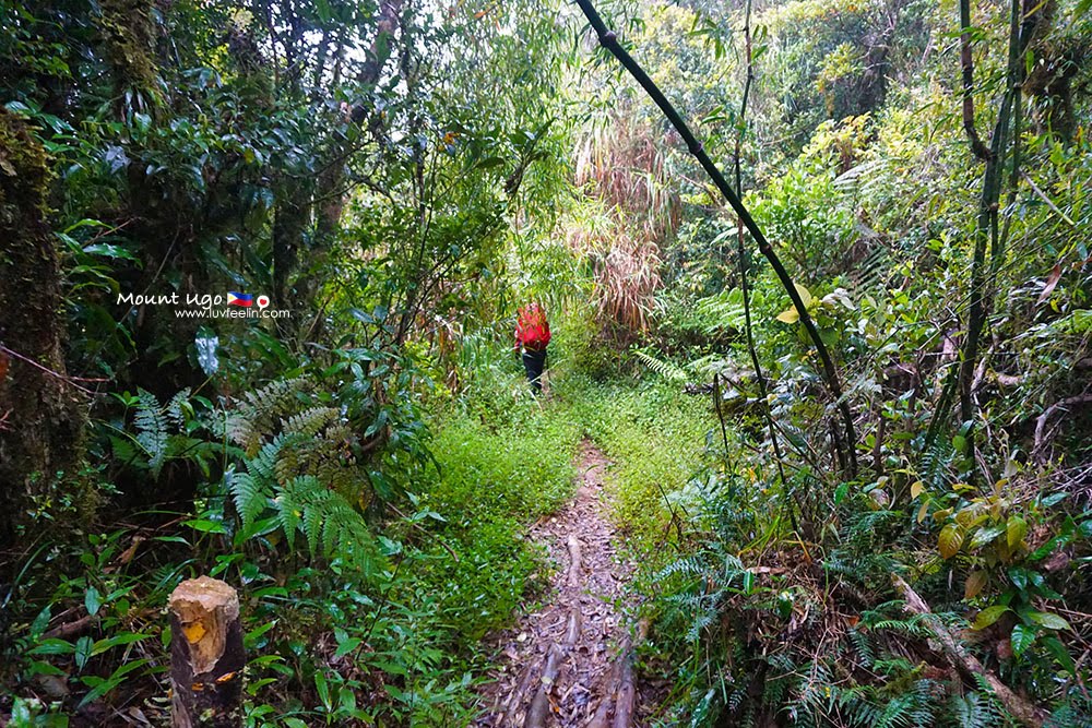 Philippines 菲律宾 | Mount Ugo 乌古山【传说中的杀头山】 - 乐飞翎 ♥ LUVFEELIN