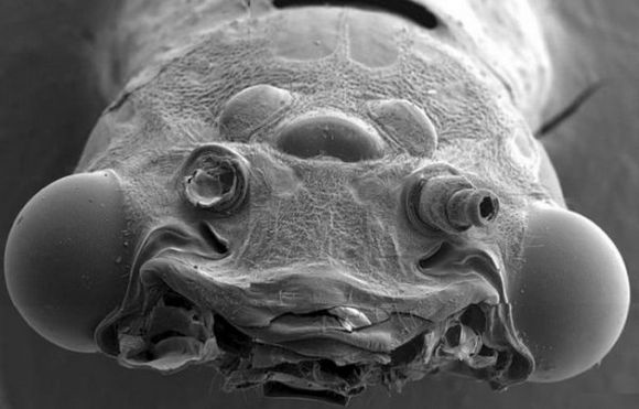 Microorganisms Under a Microscope ~ Hampix