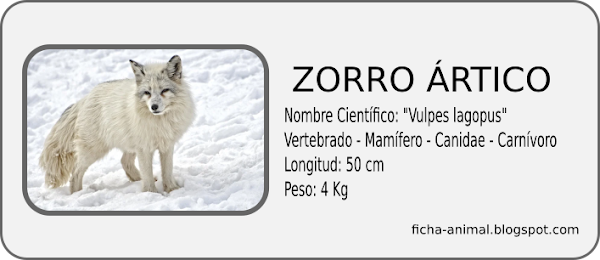 Zorro ártico