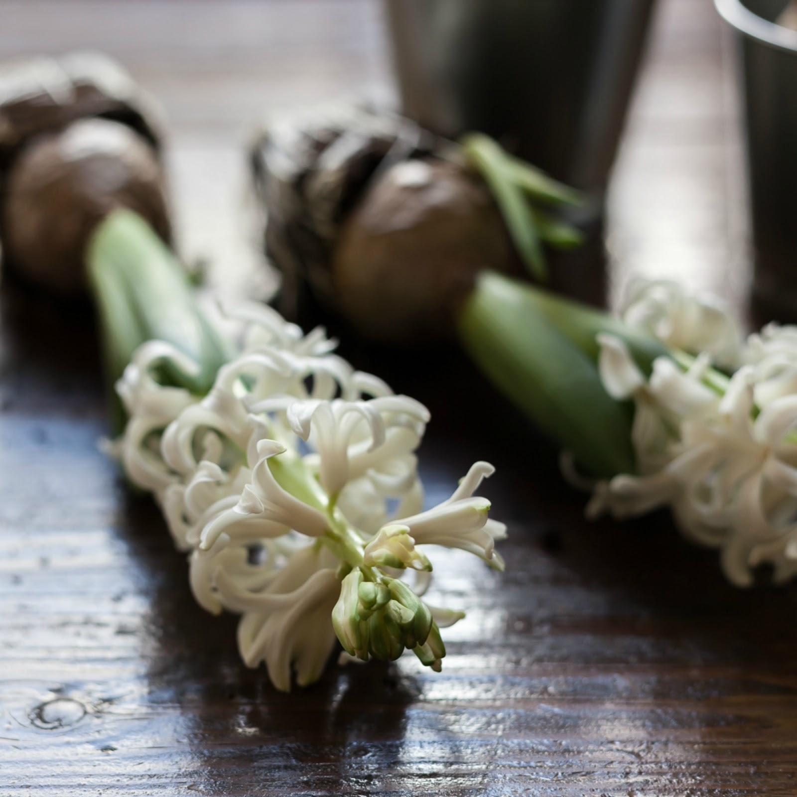 DecoPix by Tiina: Flower Magic: White Hyacinth