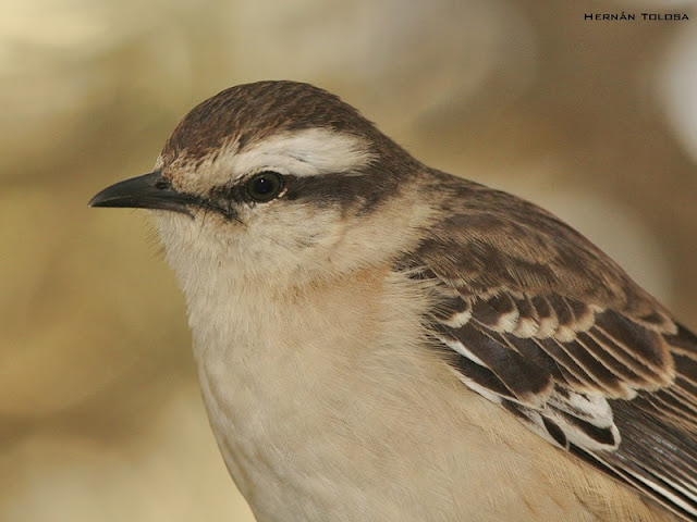 Aves de Argentina: Calandria grande (Mimus saturninus)