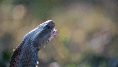 © GIF: Snake spitting out venom