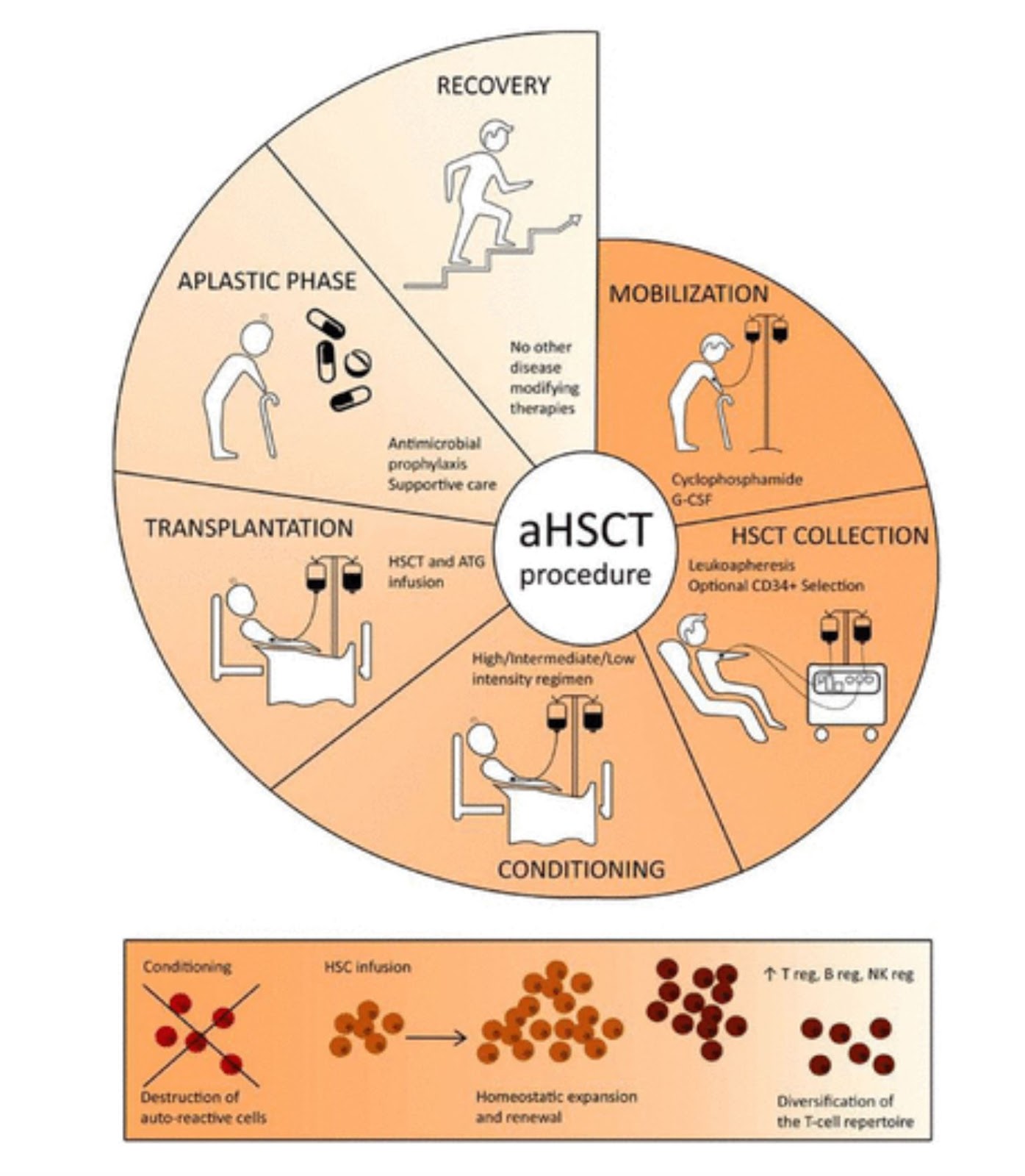 WHAT IS HSCT (hematopoietic stem cell transplant) ? - Multiple ...