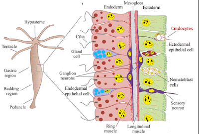 Blog de Biologia CMPA 201 2020: Material sobre cnidários