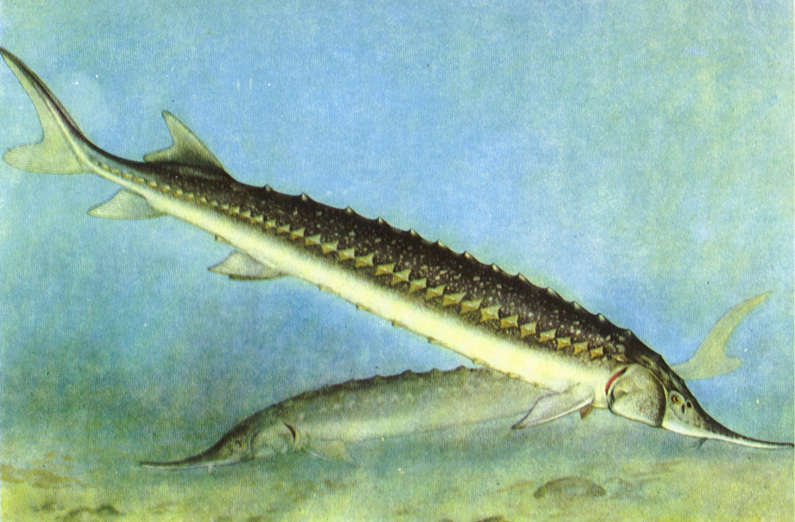 STURIONII DIN DUNARE SI MAREA NEAGRA-THE DANUBE STURGEONS | Delta ...