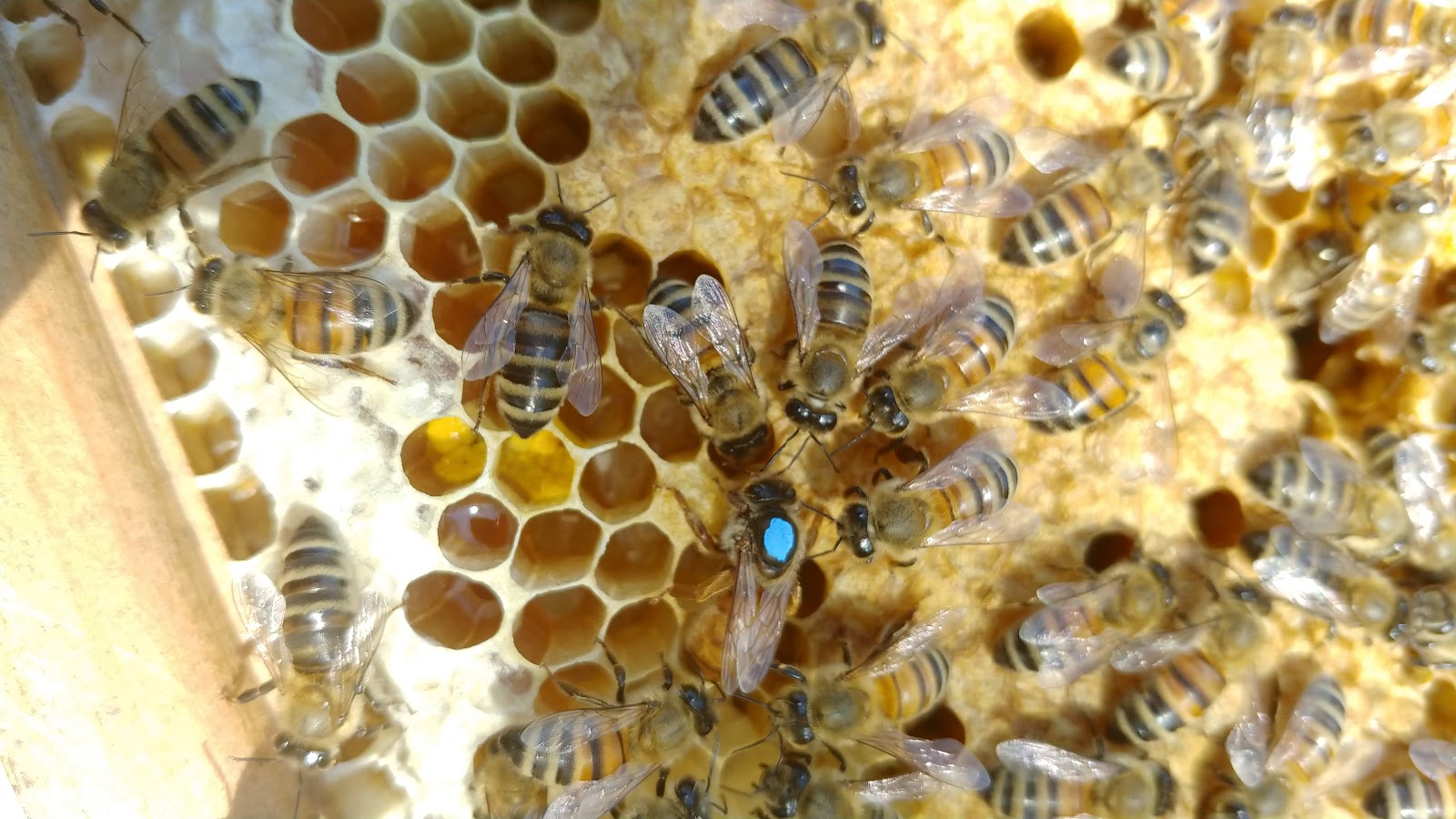 What Are Queen Cells Telling You?