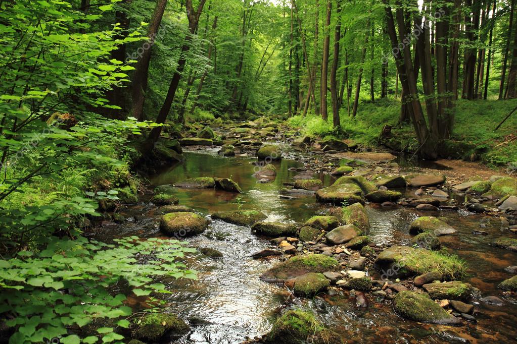 SALUT, COR I MENT: ENS CURA EL BOSC?