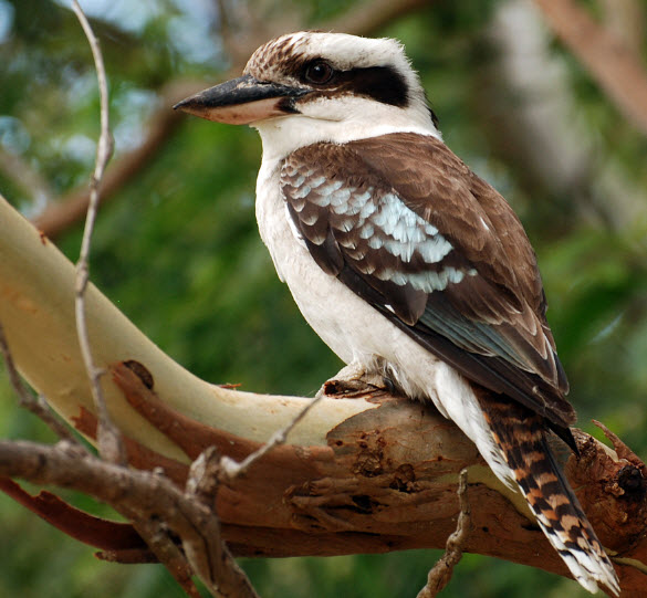 Laughing Kookaburra | The Biggest Animals Kingdom