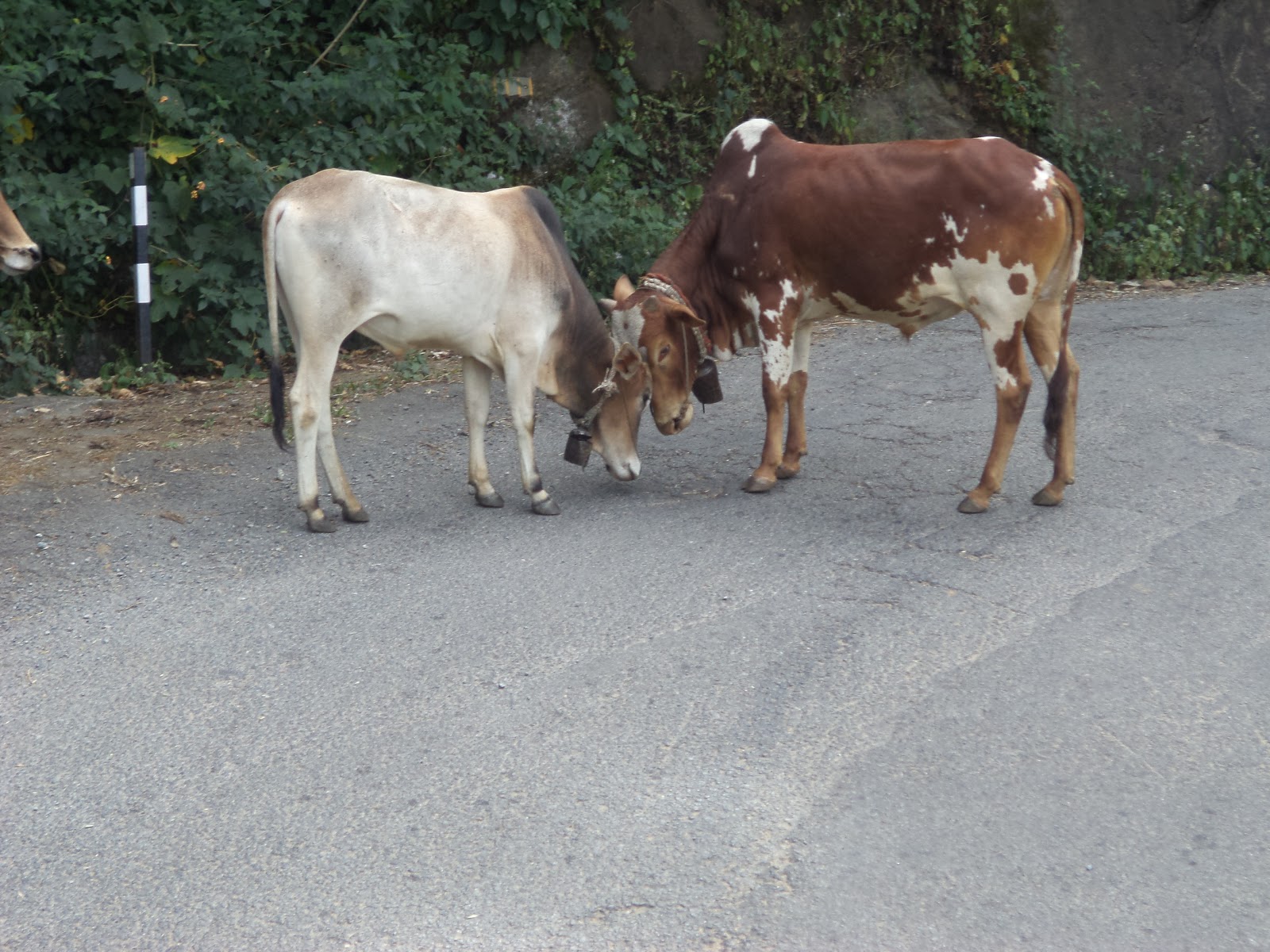  Tamilnadu Regional Cattle Tamilnadu Cattle Breeds