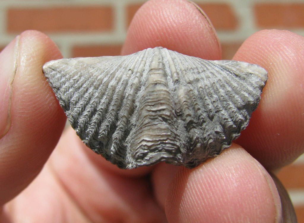 Views of the Mahantango: Mucrospirifer mucronatus brachiopod from the ...