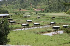 The Aquaculturists: Cooperatives in fish farming produce successful results