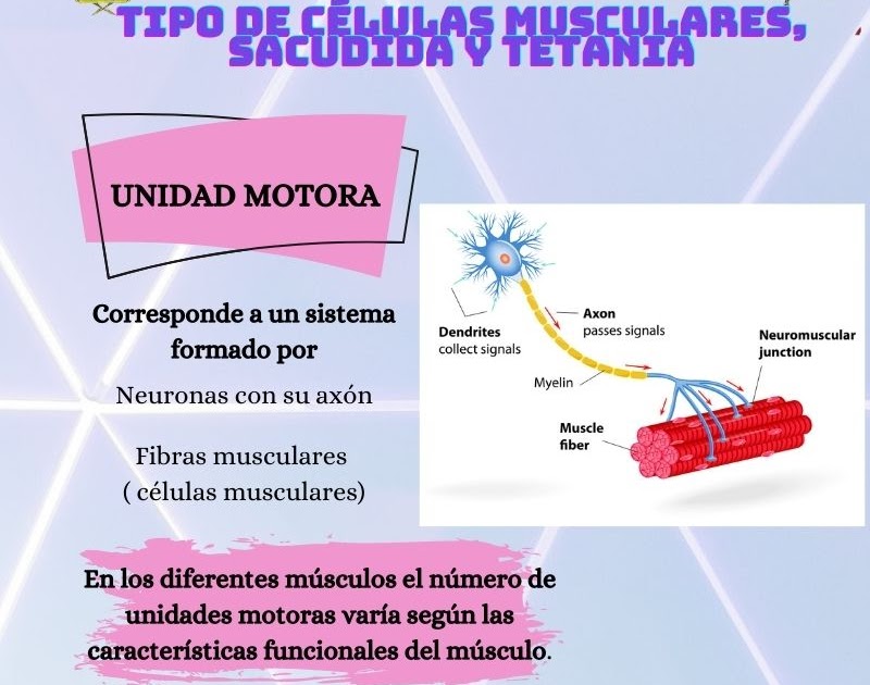 Infografía tipos de células musculares, sacudida y tetania