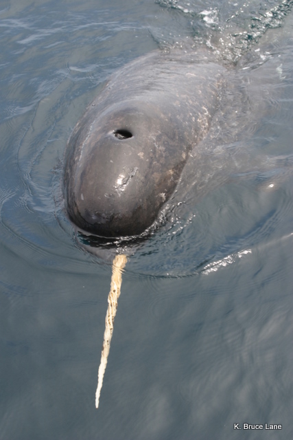 K. Bruce Lane - Photo of the Day: Narwhal