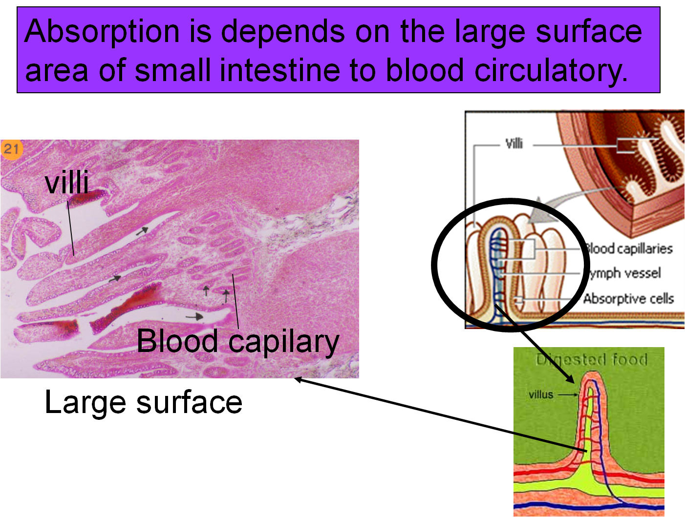 2.4 ABSORPTION OF DIGESTED FOOD | MScienceBuzz