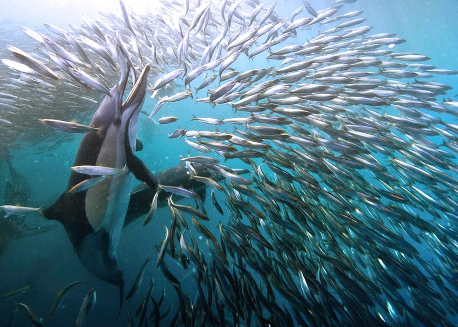 Заедно за риба. Делфини и акули ловуват съвместно - История, наука ...