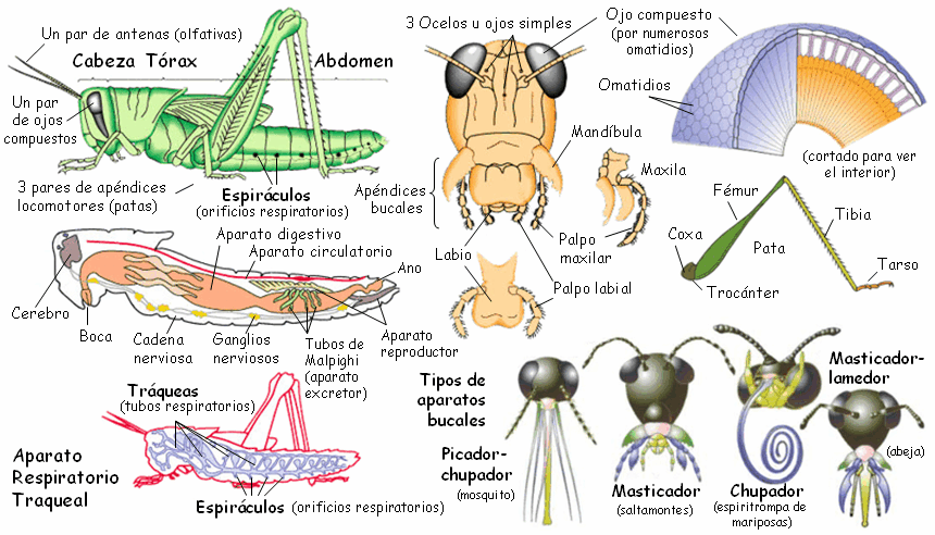 Naturaleza Viva : Saltamontes celíferos (Caelifera)