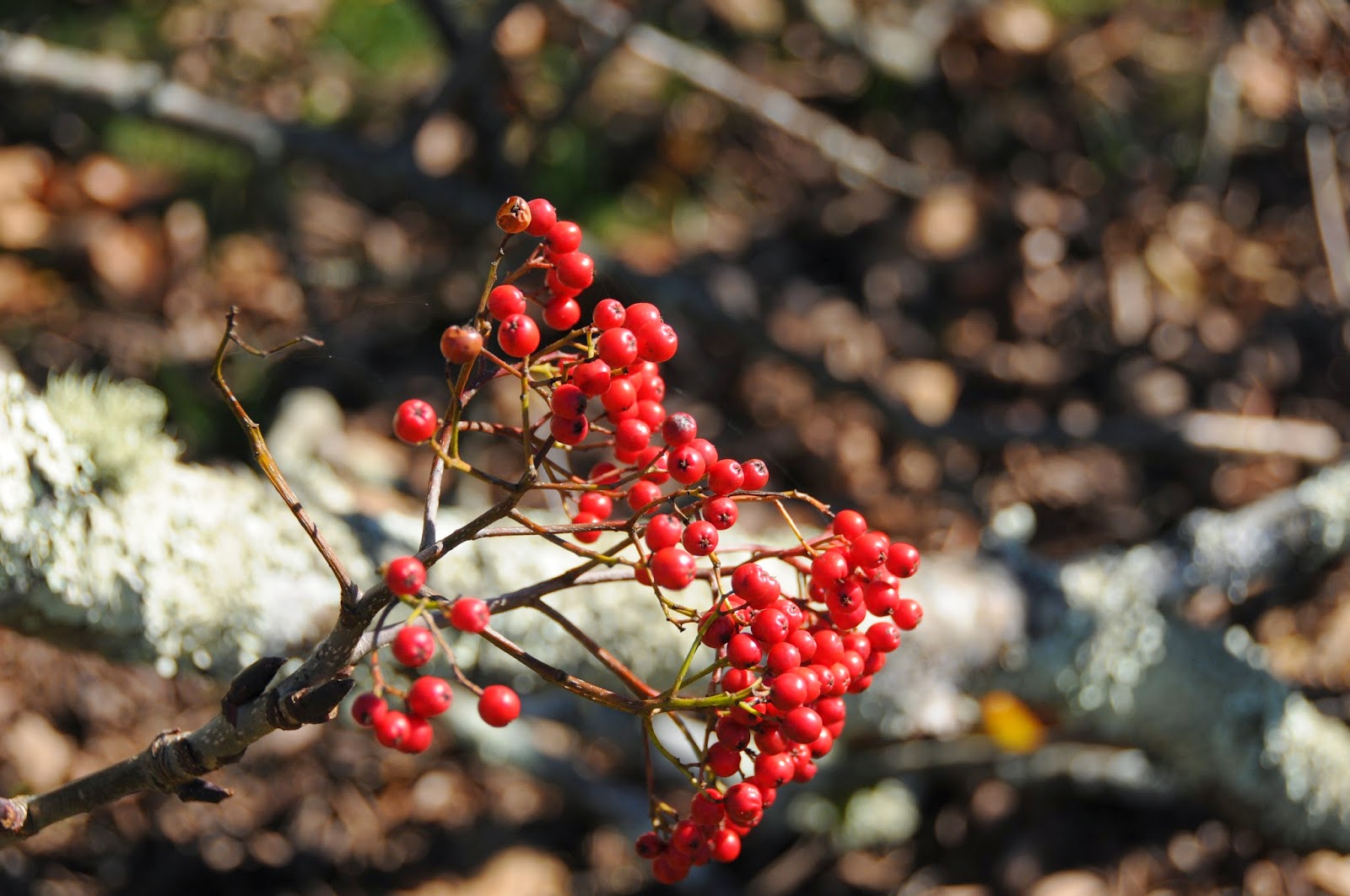 A Year With the Trees: American Mountain Ash - Sorbus americana