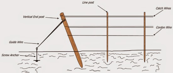 Wine -- Mise en abyme: Training systems and pruning practices at the ...