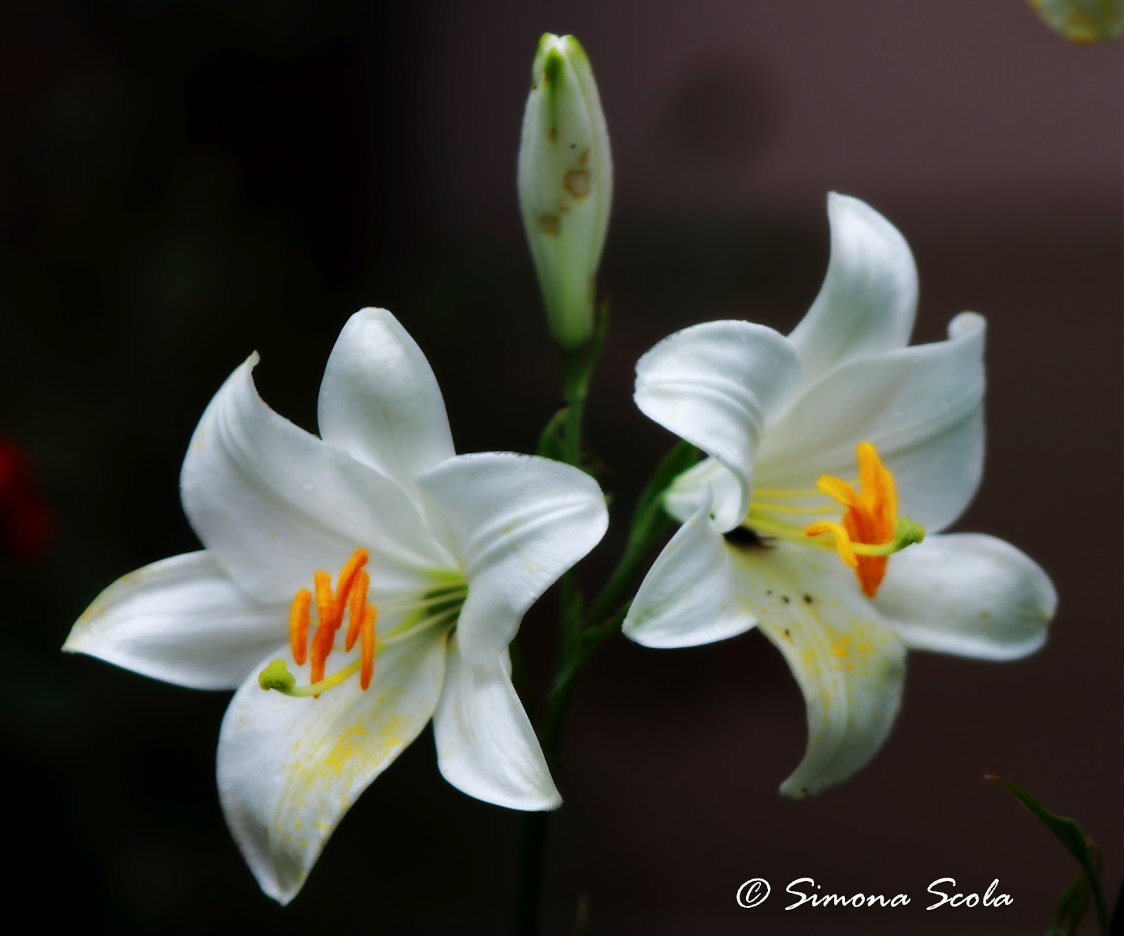 Valzer di emozioni: Il giglio