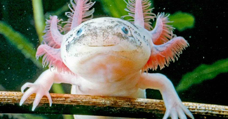 EOI CARTAGENA C1 y C2 INGLÉS: Axolotls