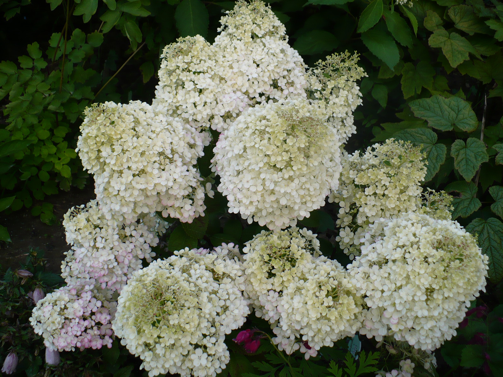 Bobo® Panicle Hydrangea Hydrangea paniculata Images Proven - Hydrangea
