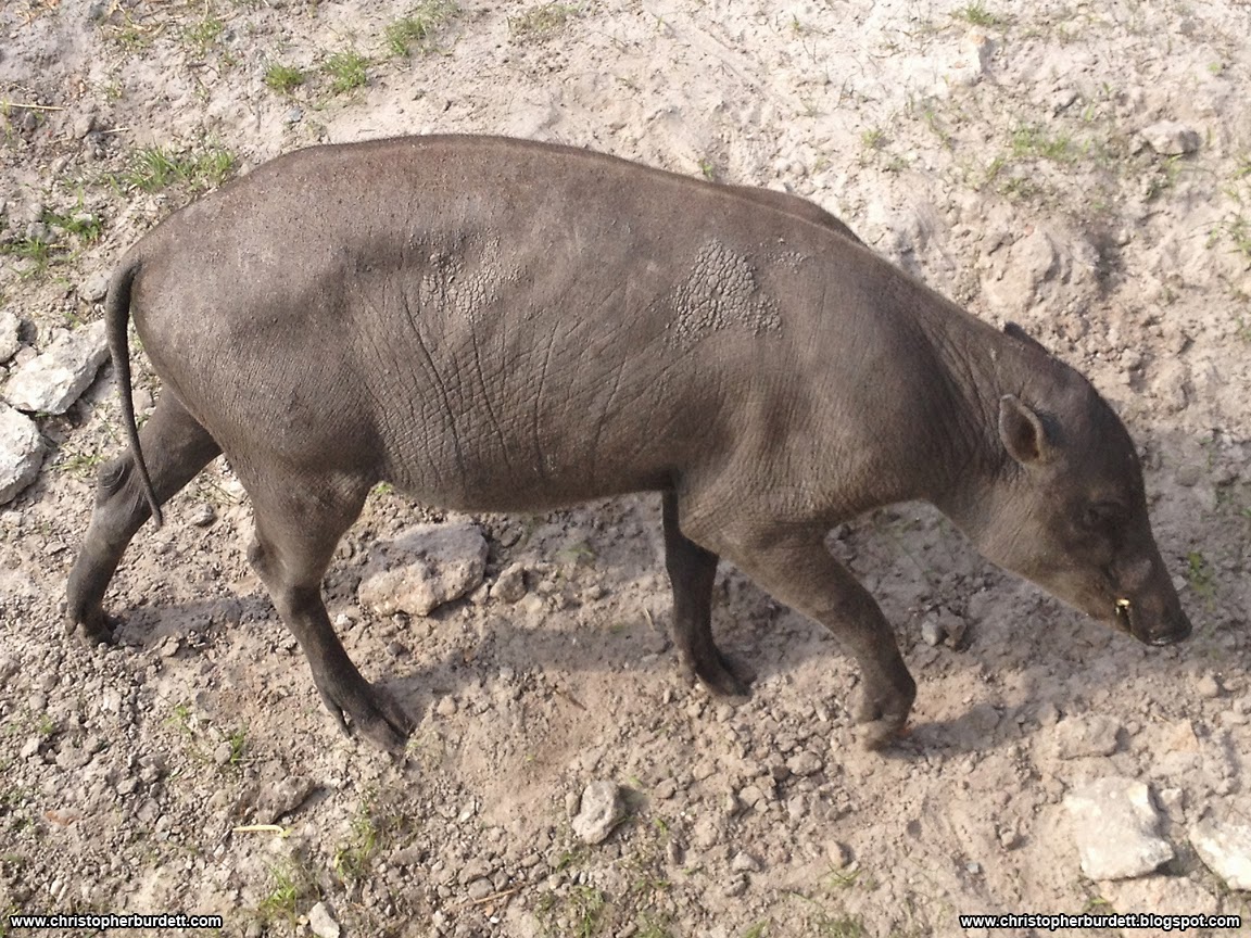 The DOODLES, DESIGNS, and aRT of CHRISTOPHER BURDETT: Babirusa Pigs for ...