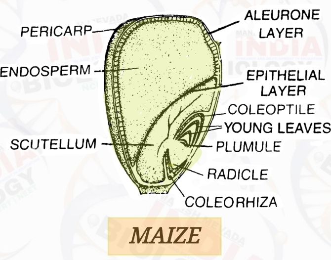 STRUCTURE OF SEED, TYPES & VIABILITY