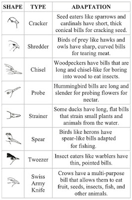 Identification of birds by beaks - Birds of India