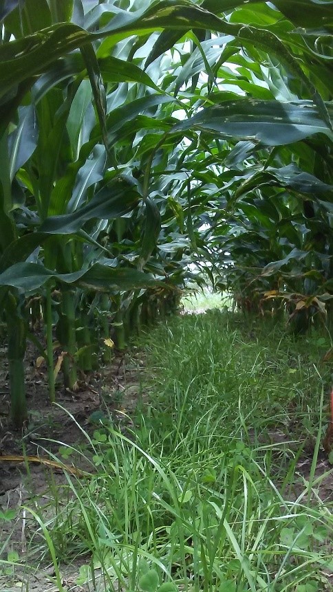 Interseeding cover crops in corn