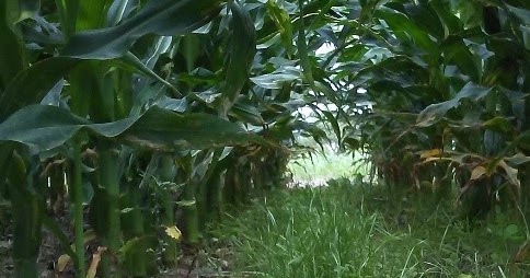 Interseeding cover crops in corn
