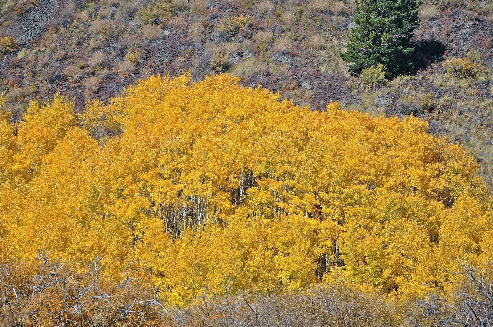 Finding Arizona: Beautiful Hart Prairie