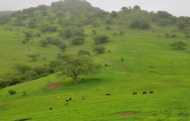 Salalah - Dhofar region in Sultanate of Oman: Dhalkut - Salalah ...