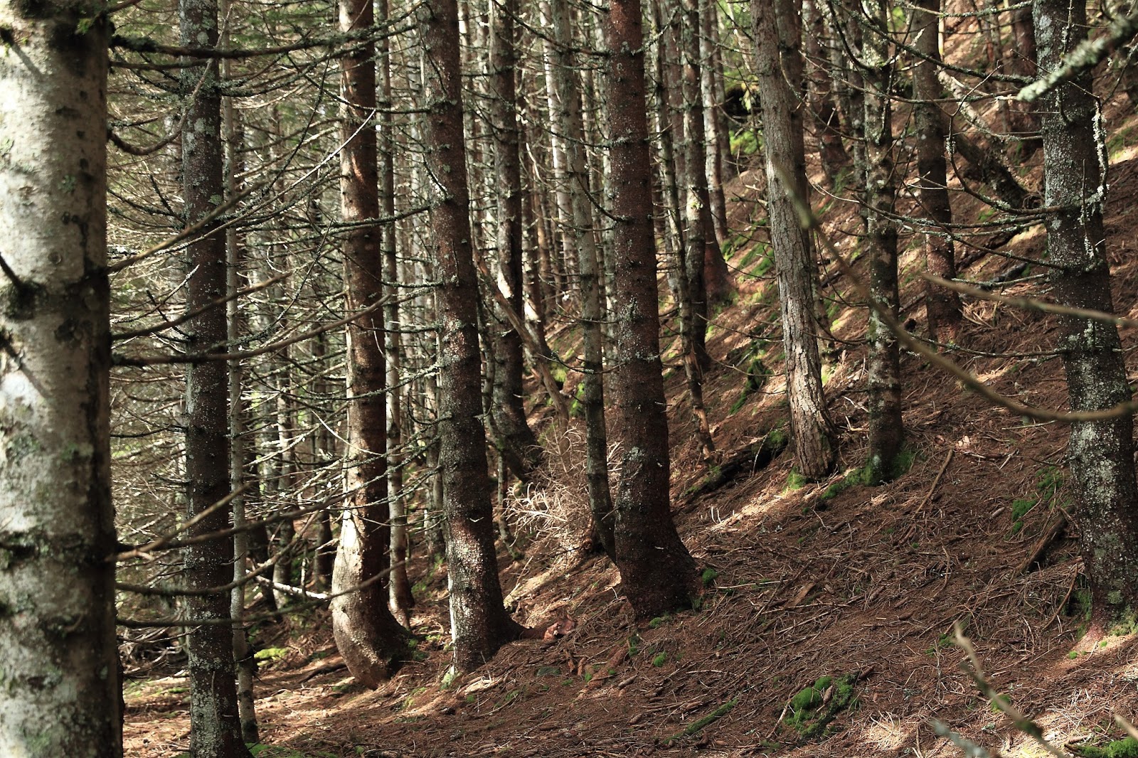 Okular: Med gran skal landet byggjast, eller bør det eigentleg det?