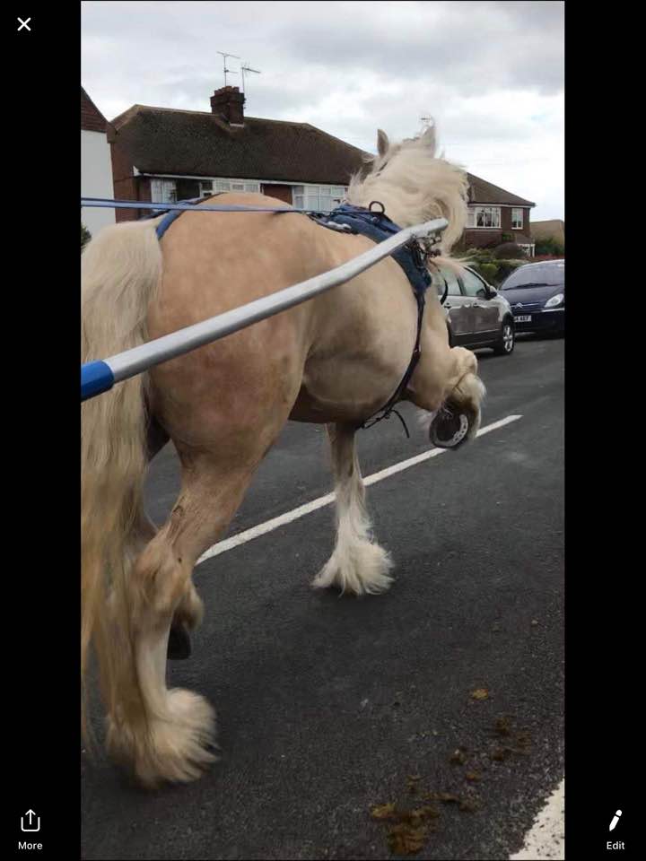 Gypsy Cob UK