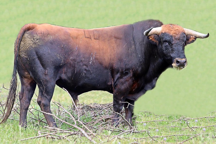 Farpas Blogue: As seis estampas de Charrua para a alternativa de Prates ...