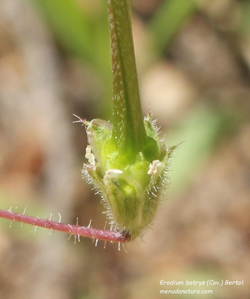 Menuda Natura: Erodium botrys (Cav.) Bertol.
