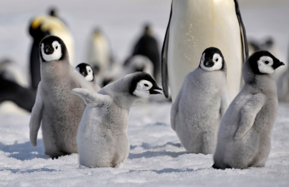 EMPEROR PENGUIN FACTS The Garden Of Eaden emperor-penguin-facts-the-garden-of-eaden