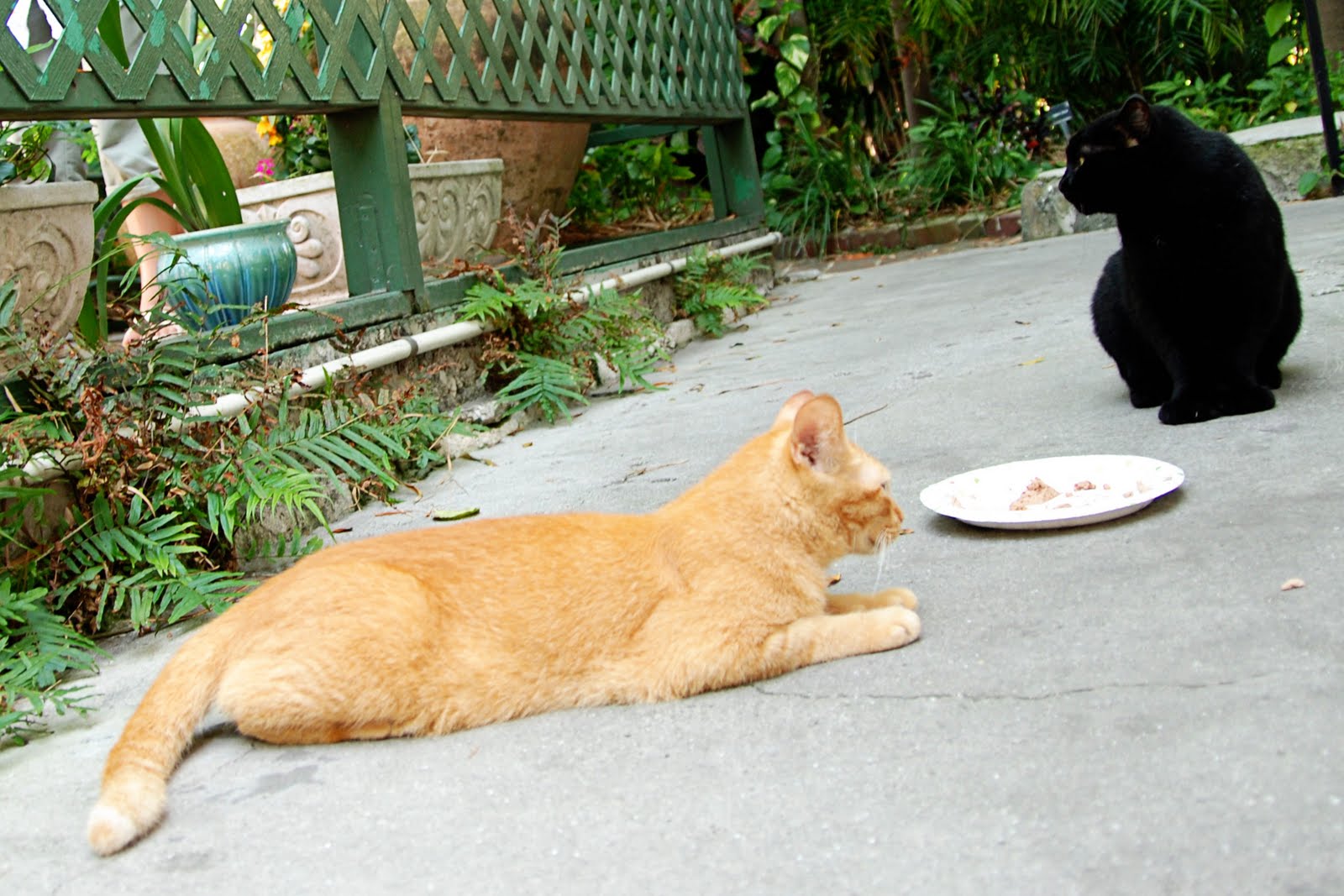 Earnest Hemingway's Cats