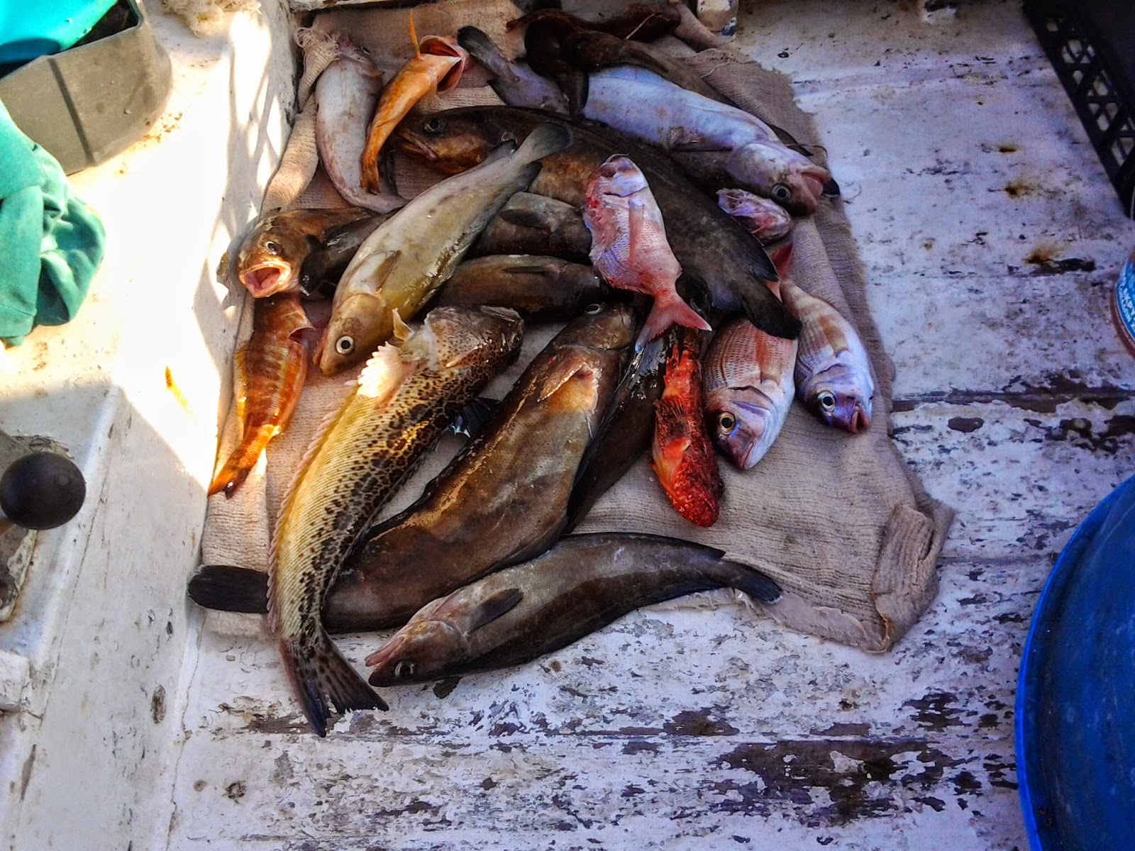 A day in the life of a fisherman: ΨΑΡΟΣΟΥΠΑ ΤΟΥ ΠΑΝΑΓΙΩΤΗ
