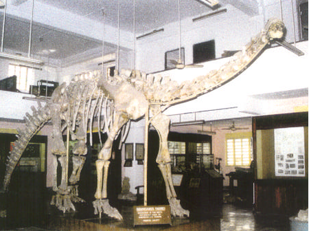 Dinosaur info: Barapasaurus
