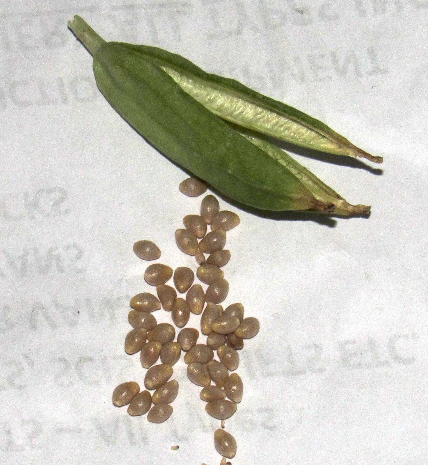 World of Irises: Magic Pods: When to gather Pacifica Iris seeds