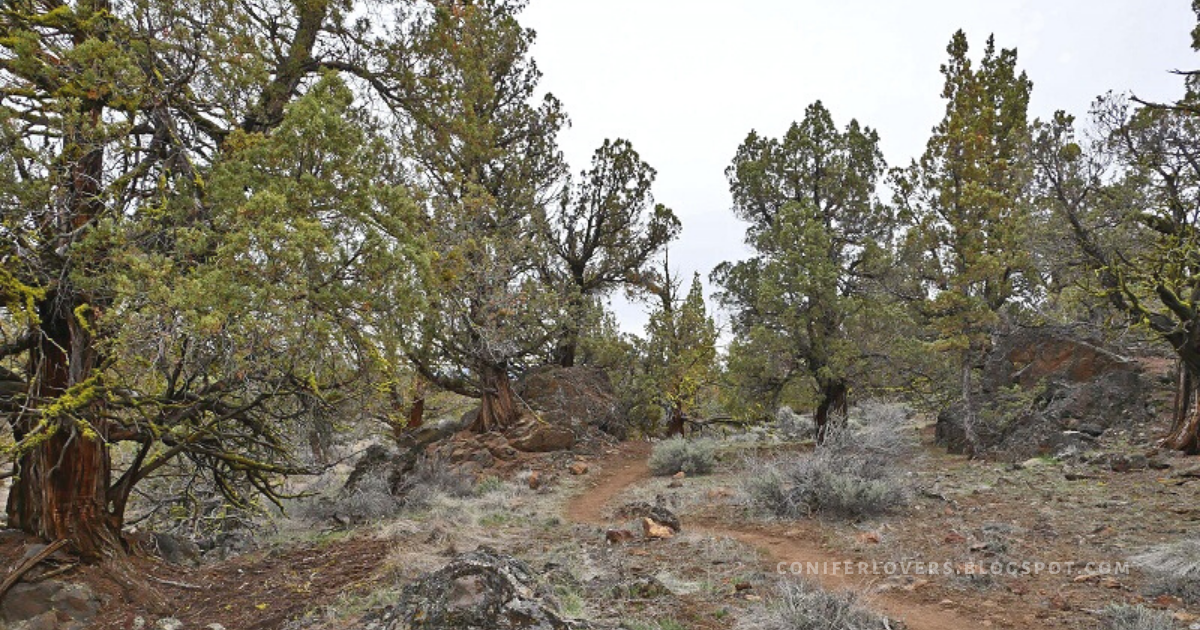 Apa itu Tanaman / Pohon Konifer?