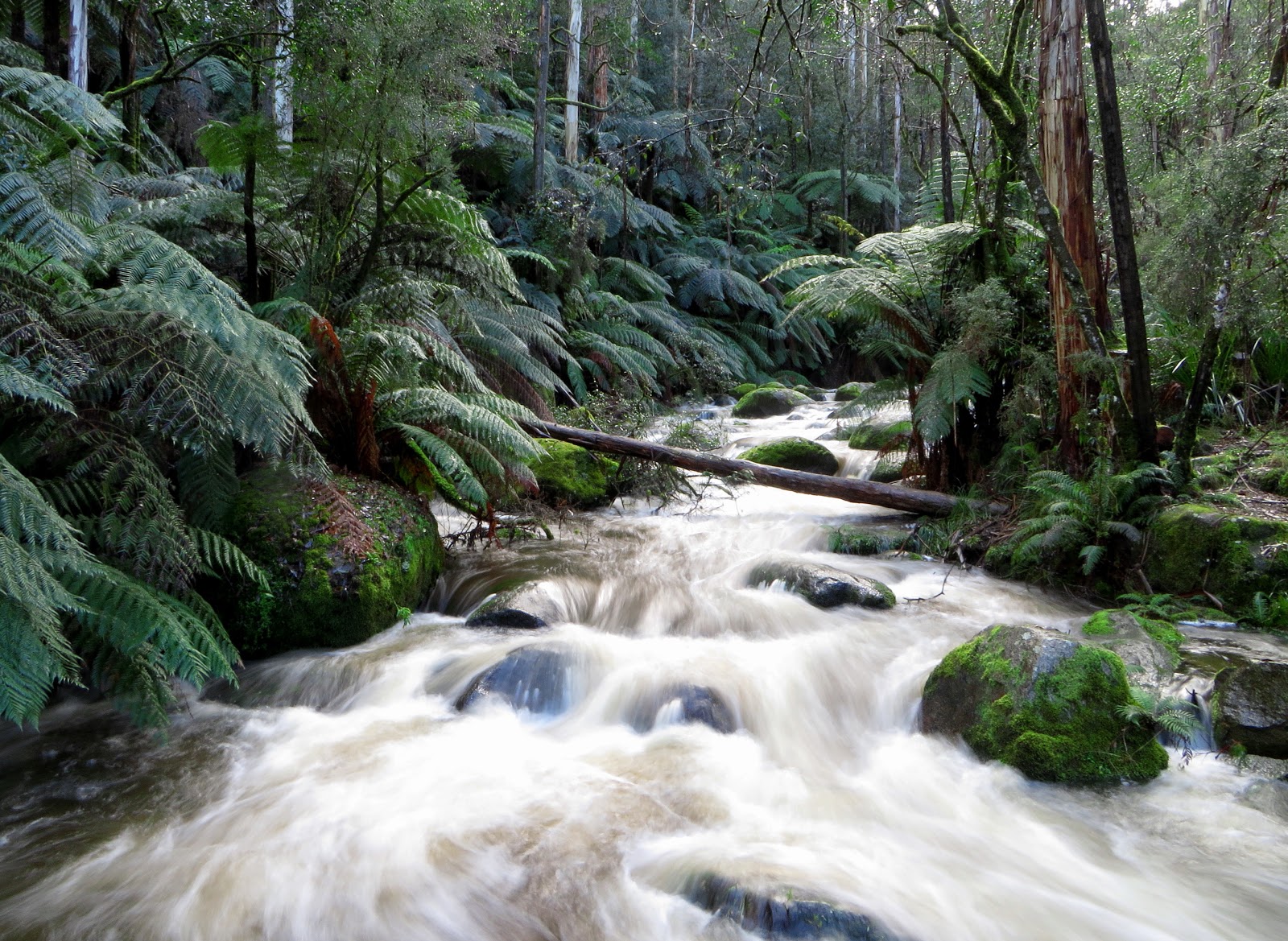 Life in Focus Photography: Rapids