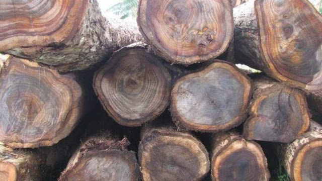 5 Jenis Kayu Kelas II Berdasarkan Tingkat Kuatnya - Toko Lantai Kayu