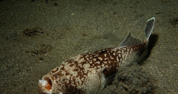 WORLD OF FISHES: WHITEMARGIN STARGAZER